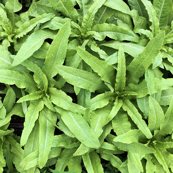 Sword Choy Seeds / AA Choy Seeds | Chinese Narrow Leaf Lettuce A-Choy ...