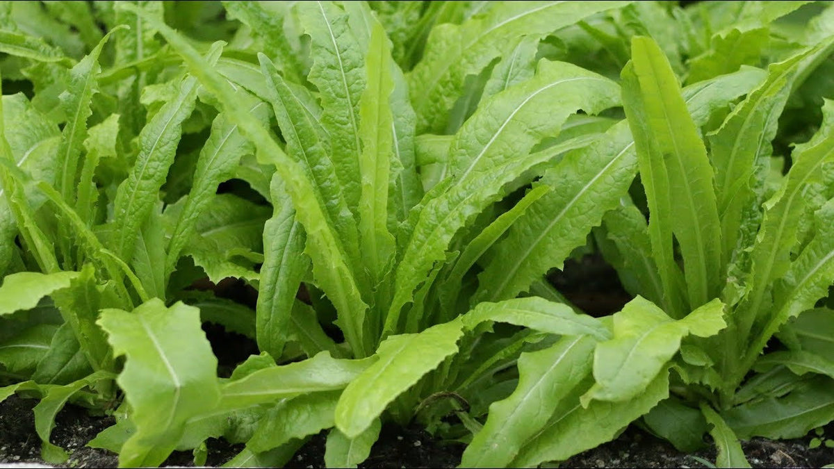 Sword Choy Seeds / AA Choy Seeds | Chinese Narrow Leaf Lettuce A-Choy ...