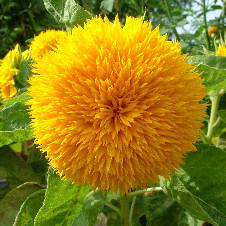 Teddy Bear Sunflower Seeds | Sun Gold Dwarf Sun Flower Yellow Sungold ...