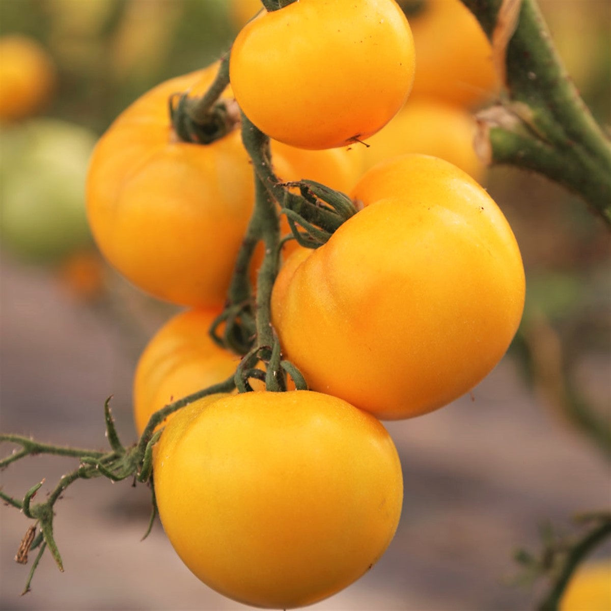 Golden Jubilee Tomato Seeds | AAS Winner Indeterminate Yellow Tomatoes ...