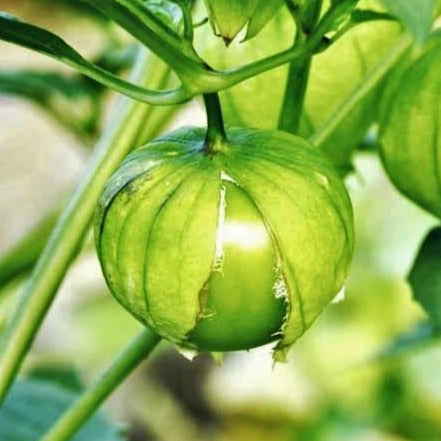 Toma Verde Tomatillo Seeds | Green Mexican Husk Tomato Physalis Cape ...