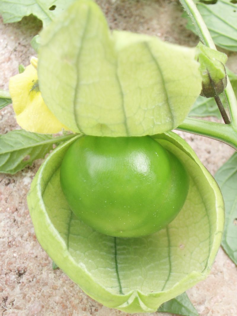 Toma Verde Tomatillo Seeds | Green Mexican Husk Tomato Physalis Cape ...