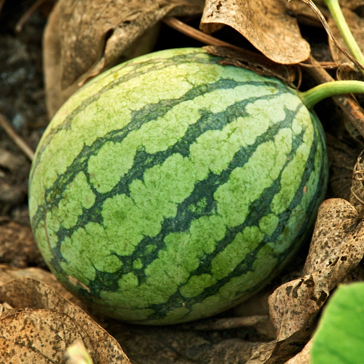 Crimson Sweet Watermelon Seeds | AAS Winner Green Dark Striped Large ...
