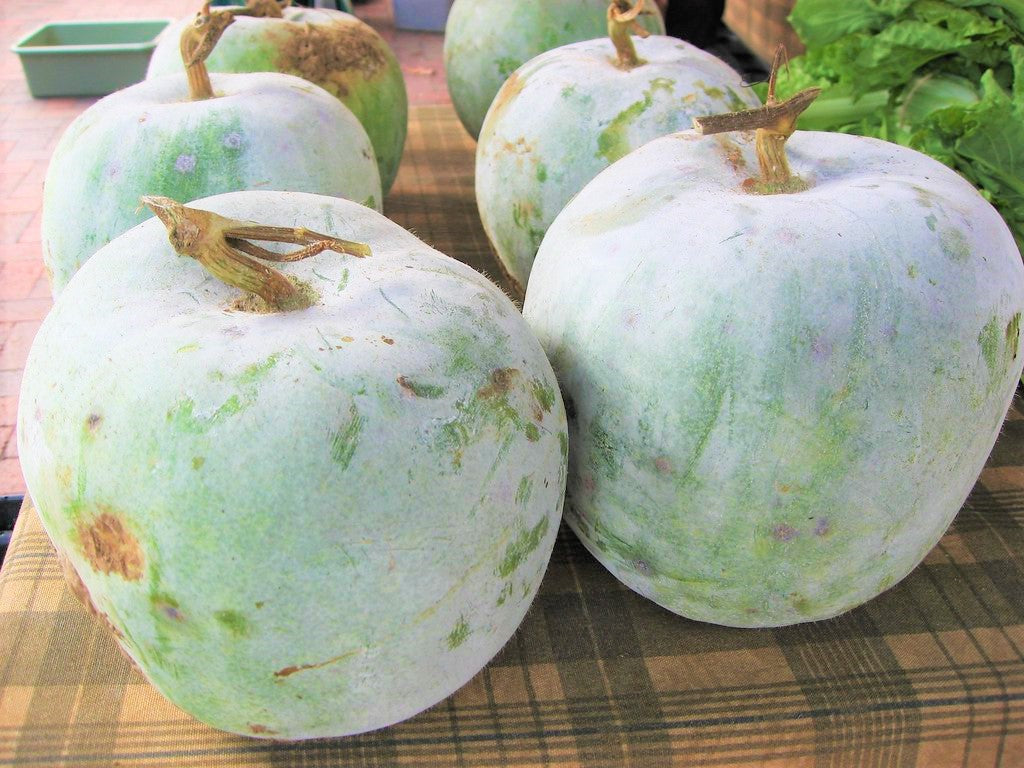 Giant White Skin Winter Melon Seeds | Ash Wax Gourd White Skin Chinese ...