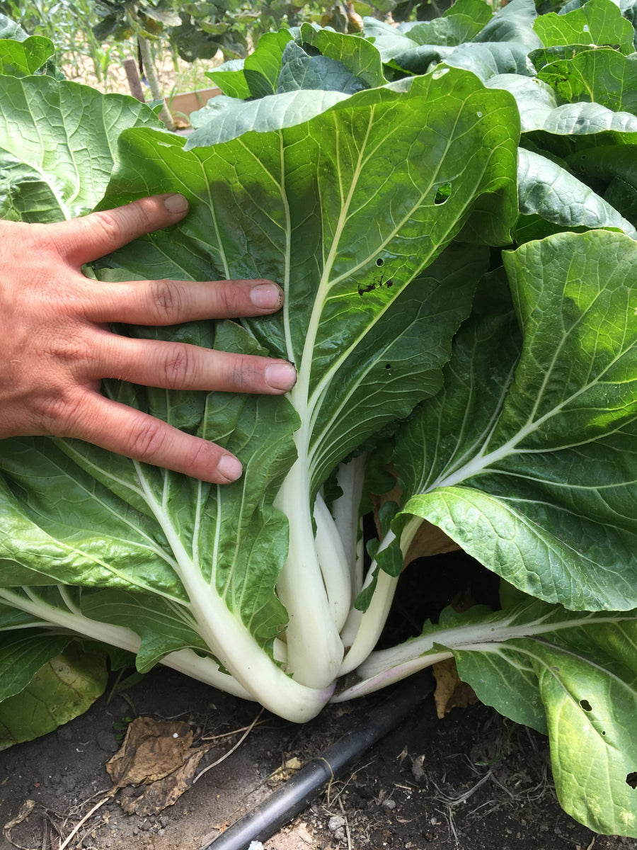 Large White Stem Canton Bok Choy Seeds | Pak Choi Pok Choy Canton Joi ...