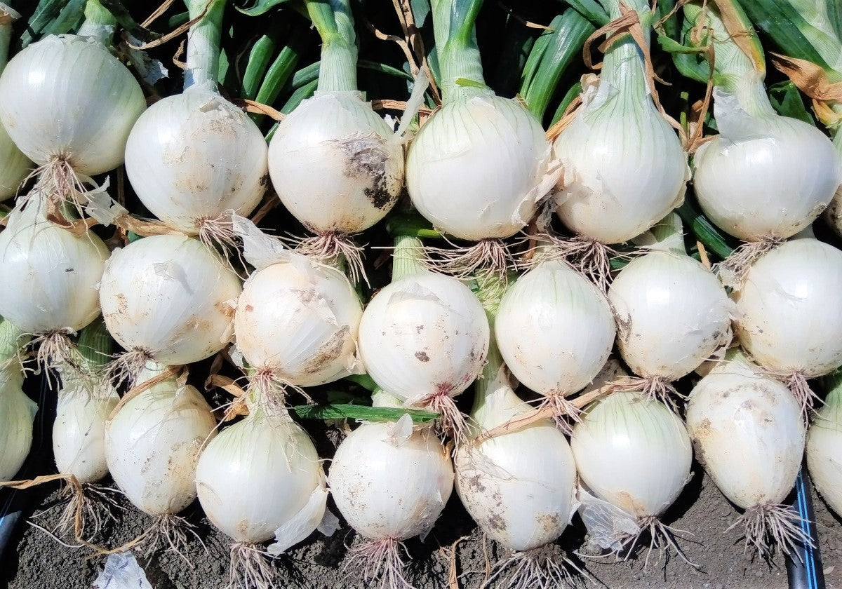 White Sweet Spanish Onion Seeds | Long Day Garden Vegetable Green ...