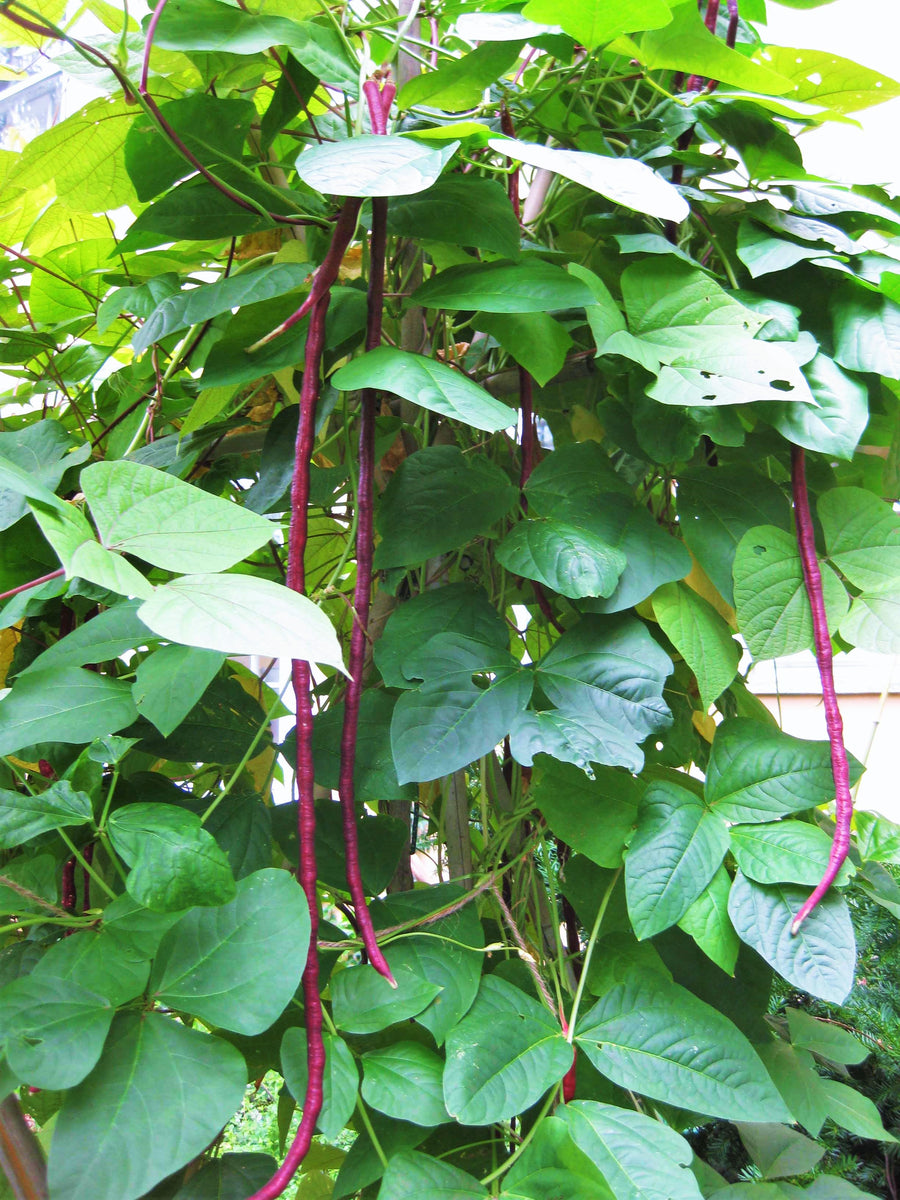Purple Mart Yard Long Bean Seeds | USA Vegetable Asparagus Asian Green ...
