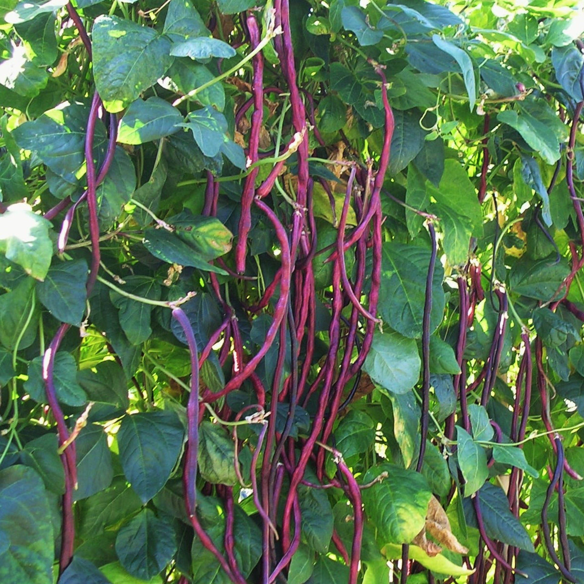 Purple Mart Yard Long Bean Seeds | USA Vegetable Asparagus Asian Green ...