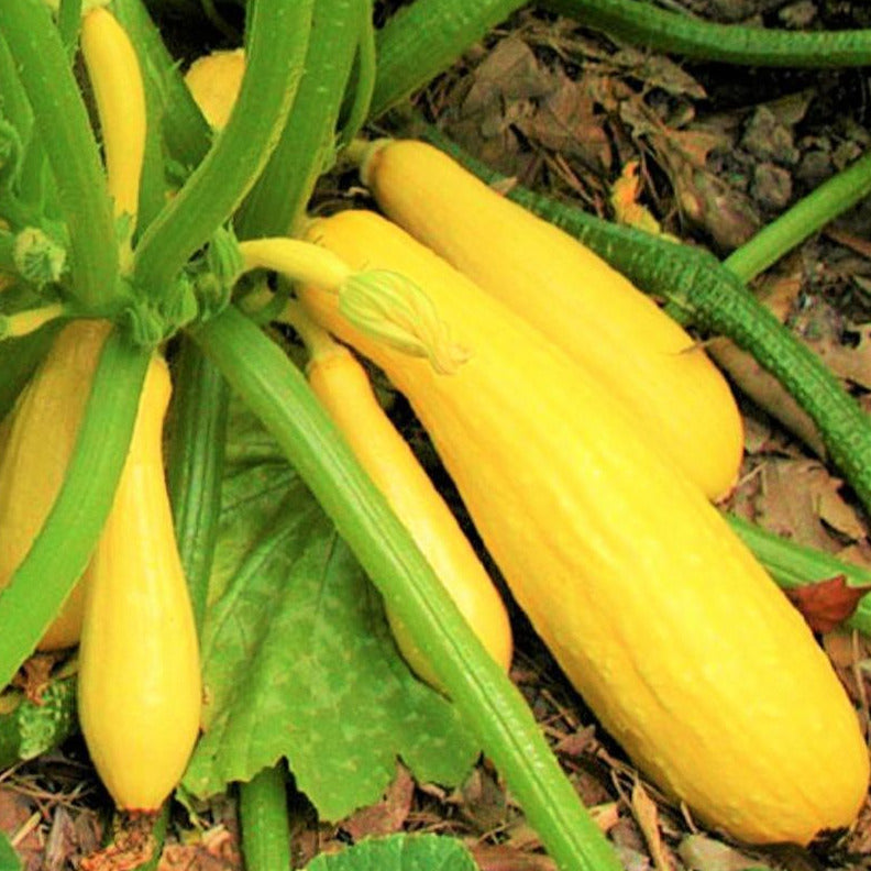 Yellow Straightneck Summer Squash Seeds | Straight Neck Golden ...